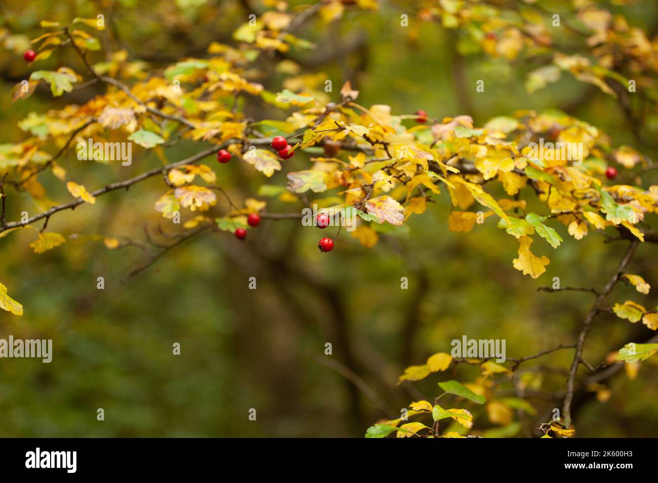The red berries of hawthorn contrast with the yellow autumn foliage ...