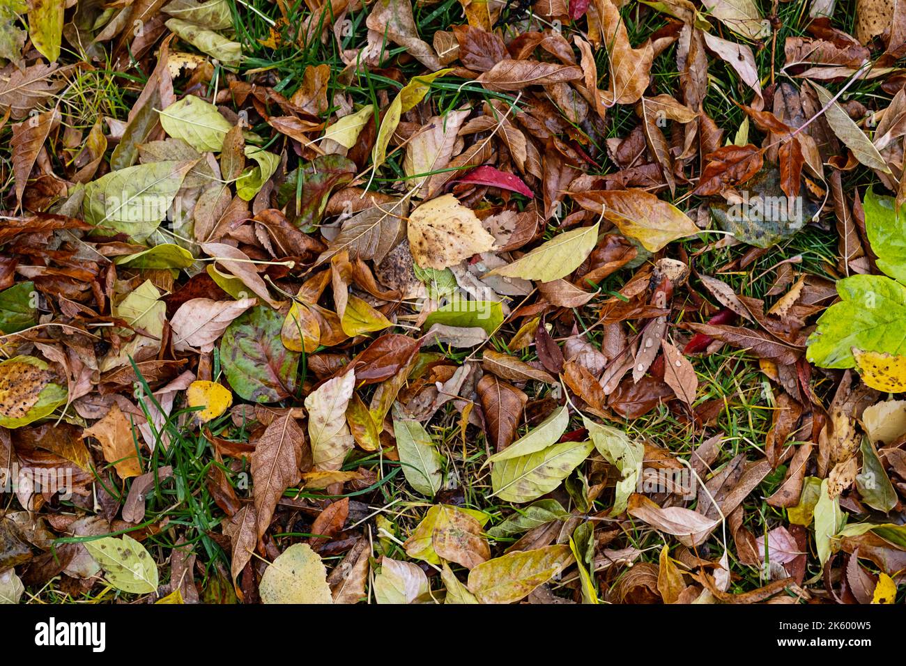 Wet fall coloured leaves on green grass. Autumnal background Stock ...