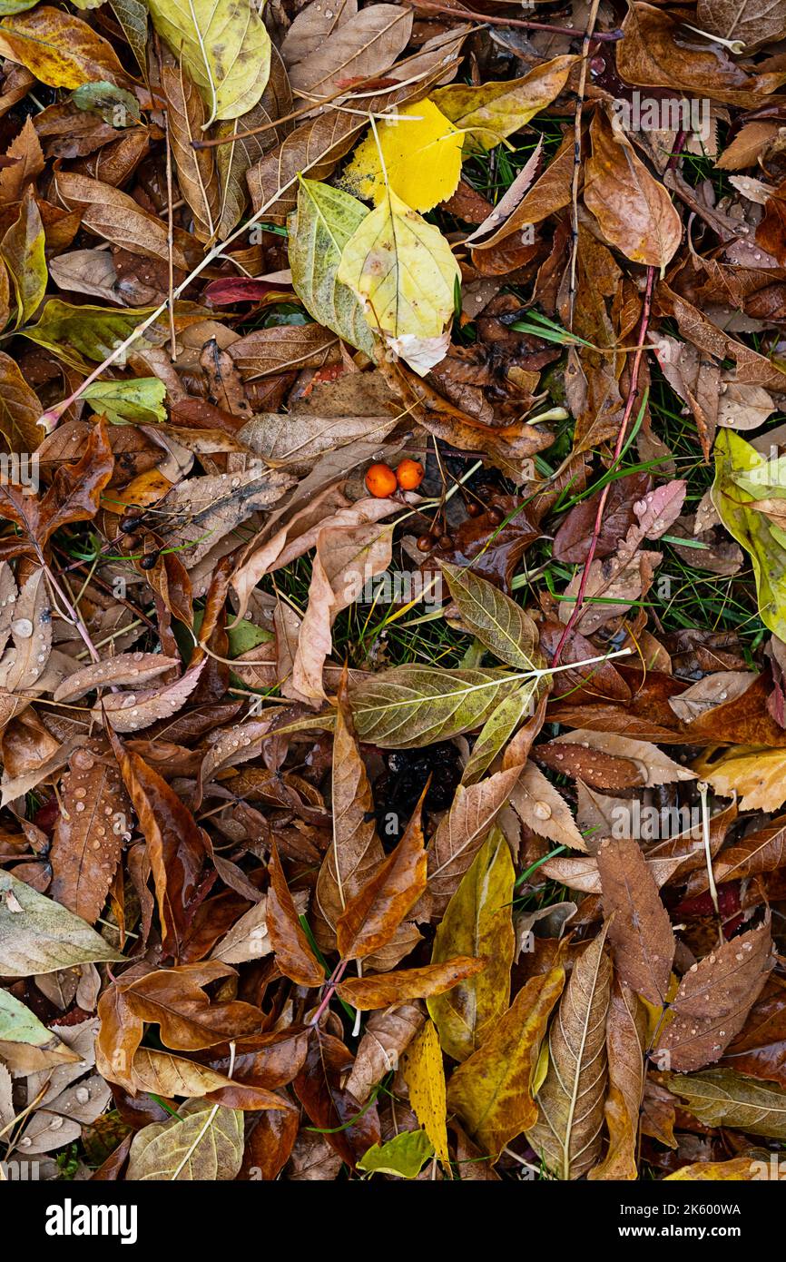 Wet fall coloured leaves on green grass. Autumnal background Stock ...