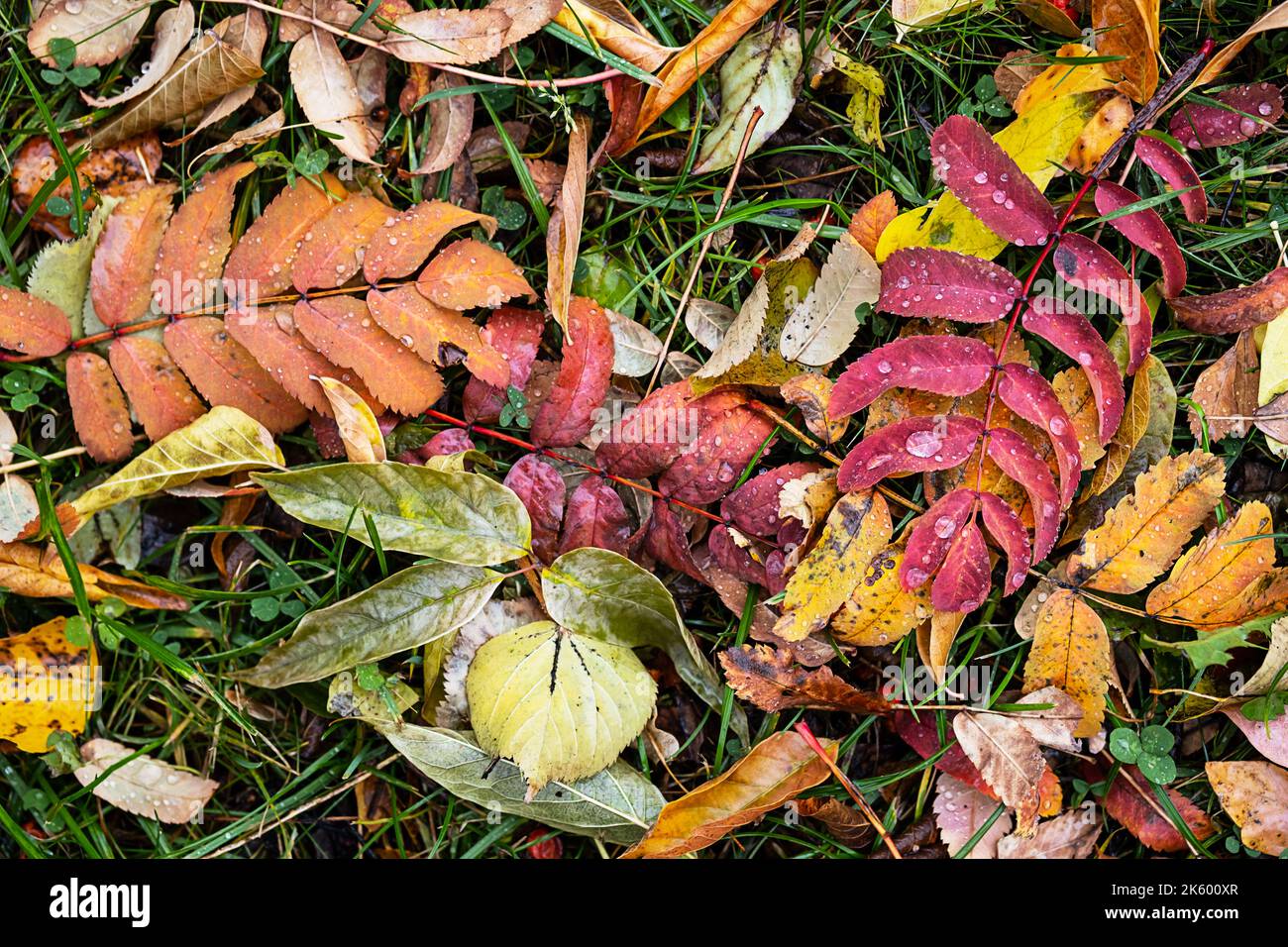 Wet fall coloured leaves on green grass. Autumnal background Stock ...