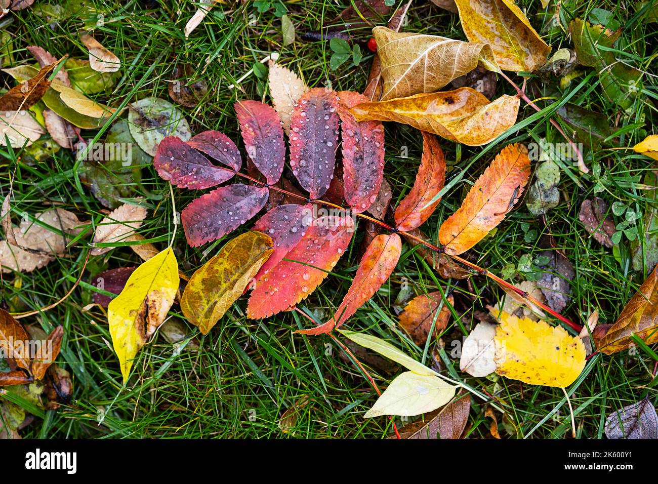 Wet fall coloured leaves on green grass. Autumnal background Stock ...