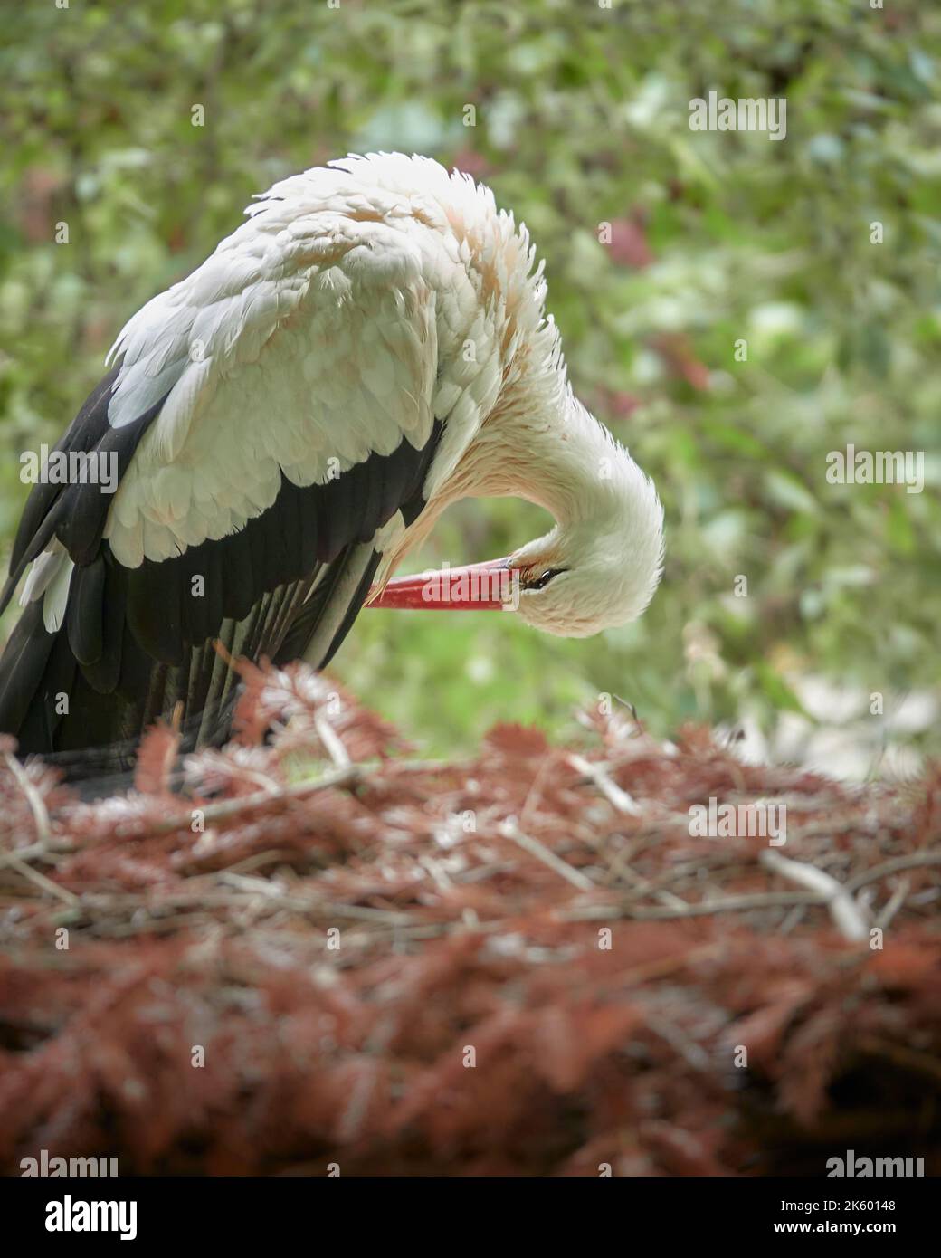 Stork beak cleans feathers hi-res stock photography and images - Alamy