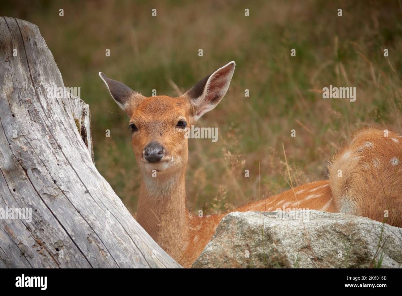 Sika deer japan hi-res stock photography and images - Alamy