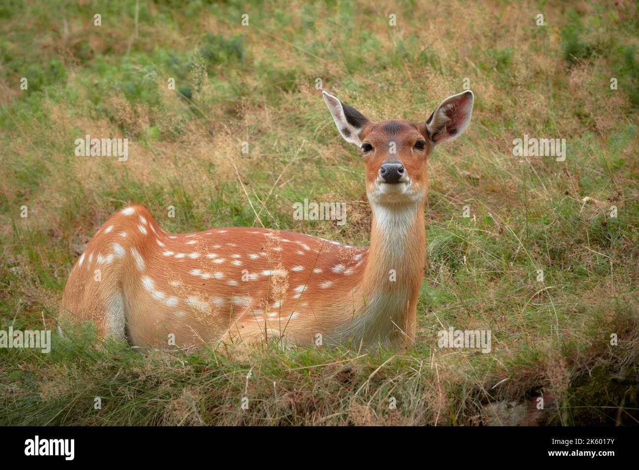 Sika deer japan hi-res stock photography and images - Alamy