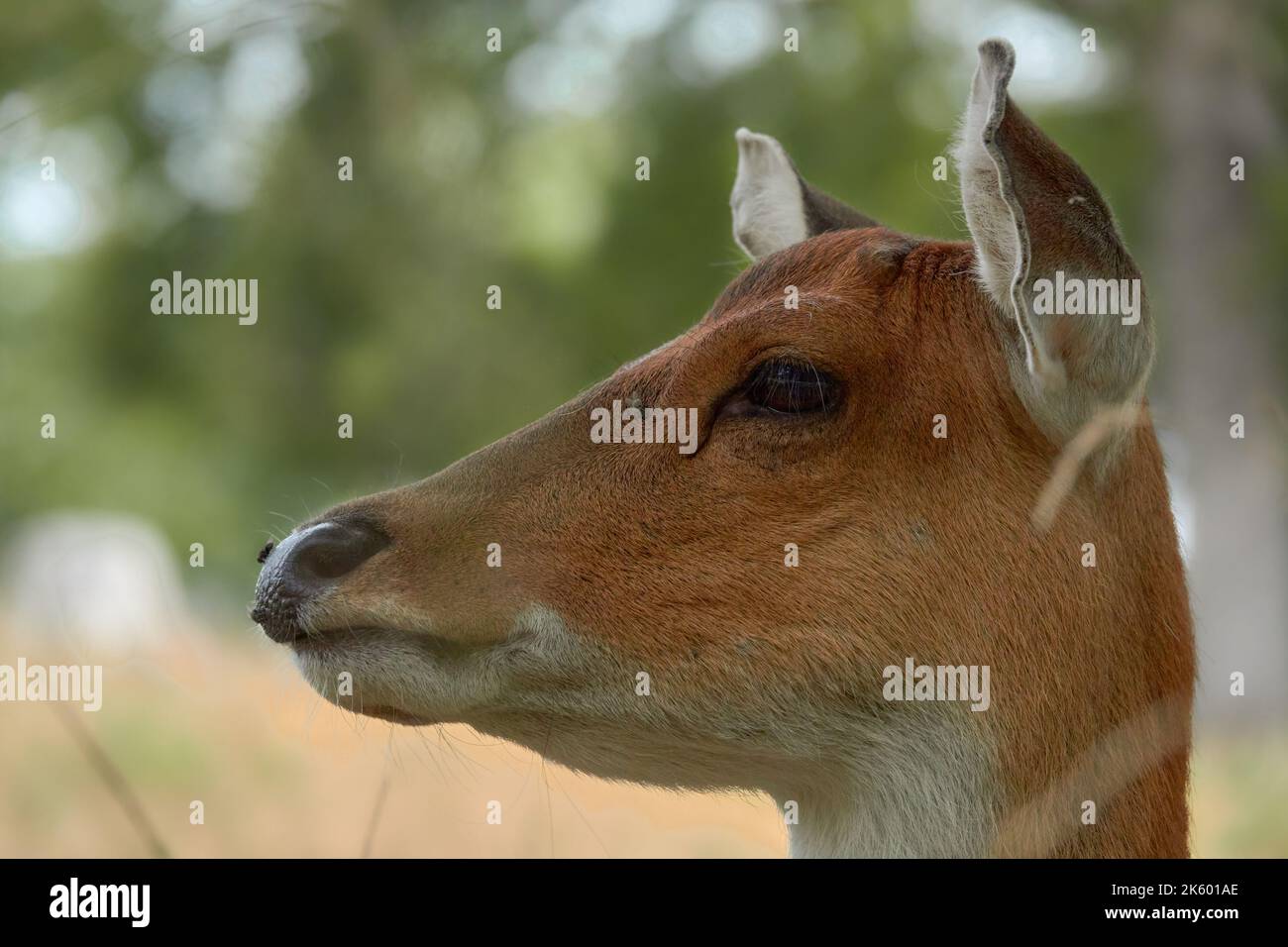 Portrait of a female sika deer Stock Photo - Alamy