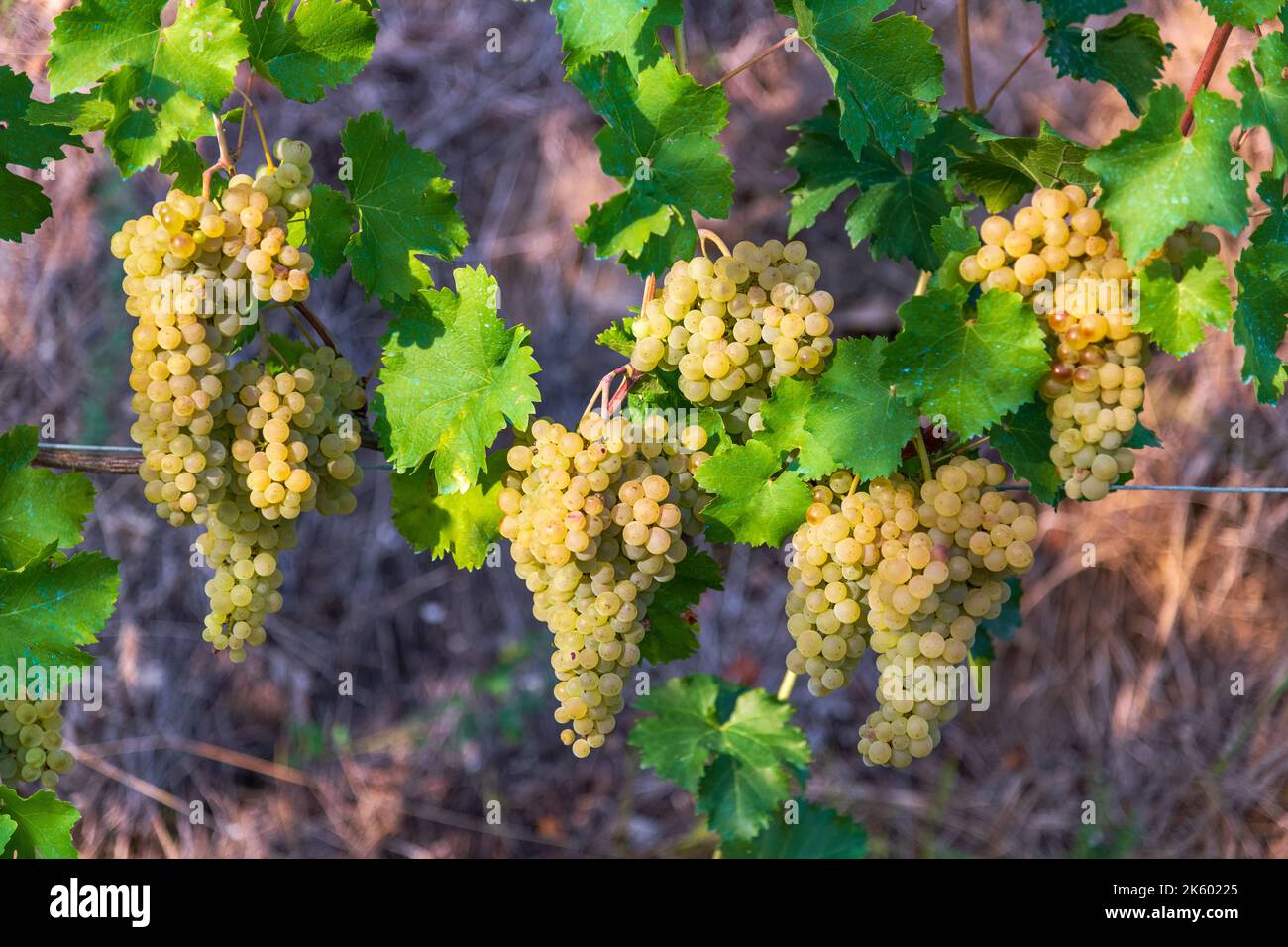From above green vines with ripe white grapes hanging over ground ...