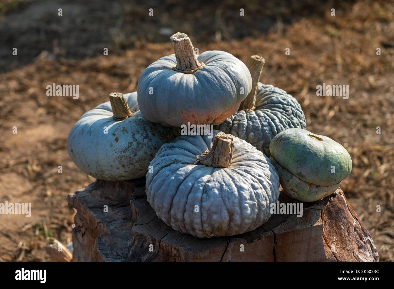A tree stump in the foreground hi-res stock photography and images - Alamy