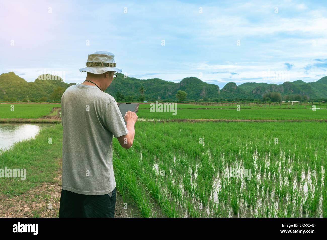 Asian male farmer using tablet for research leaves of rice in organic ...