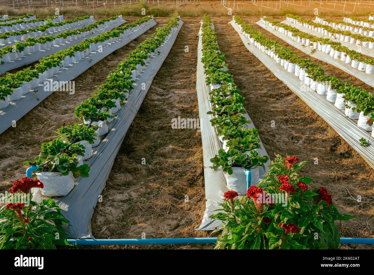 Valves drip irrigation system in organic strawberry farm. Watering ...