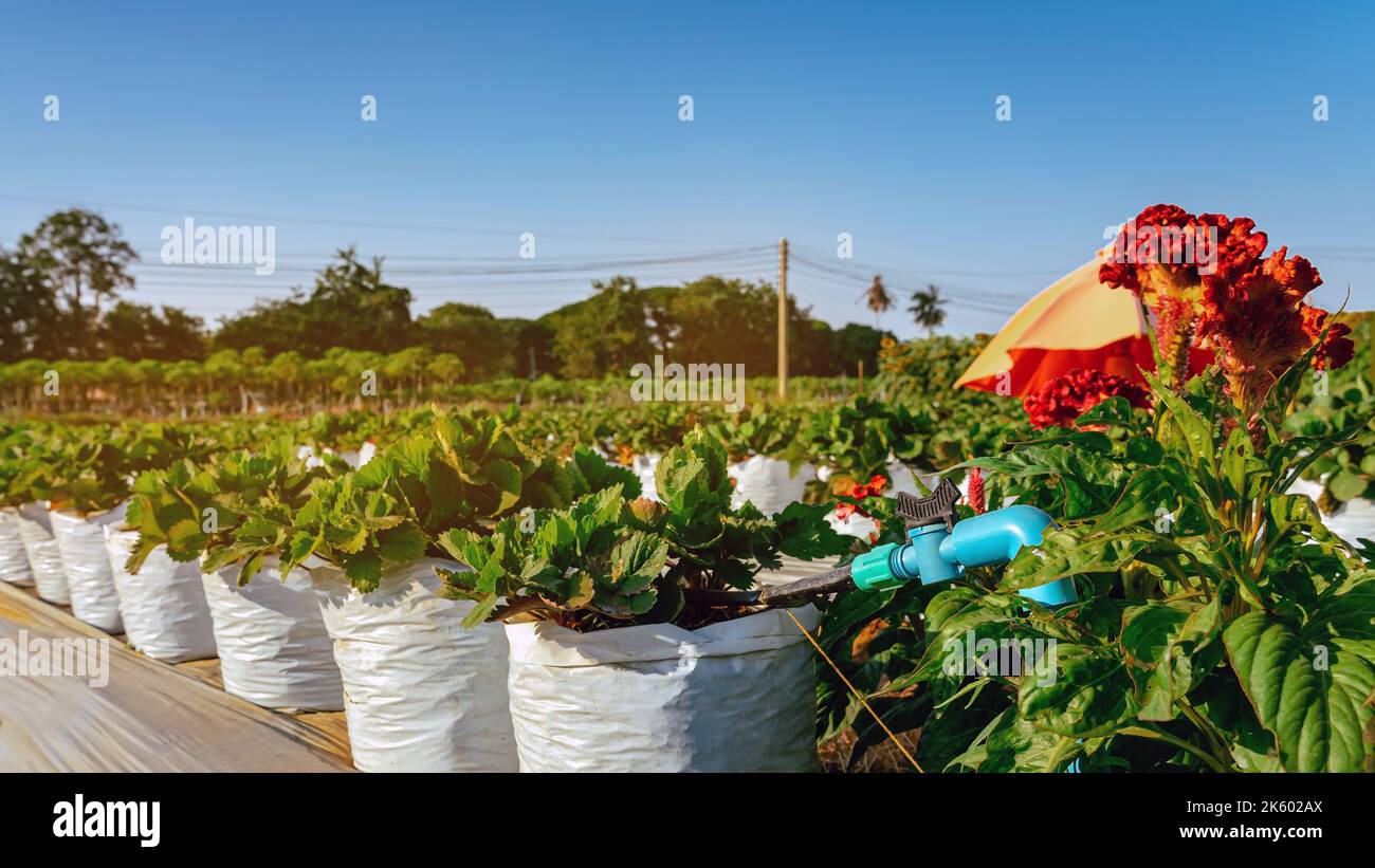 Fruit valves hi-res stock photography and images - Alamy