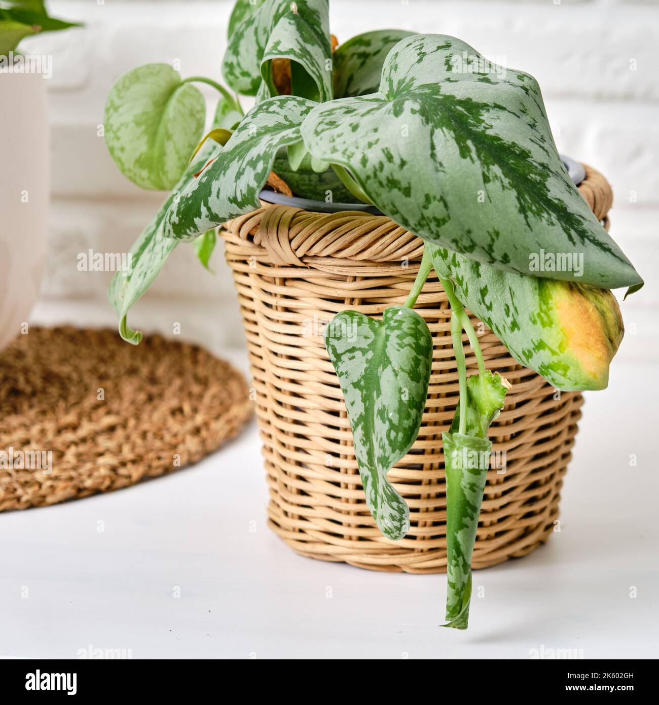 Wilted plants yellow leafs hi-res stock photography and images - Alamy