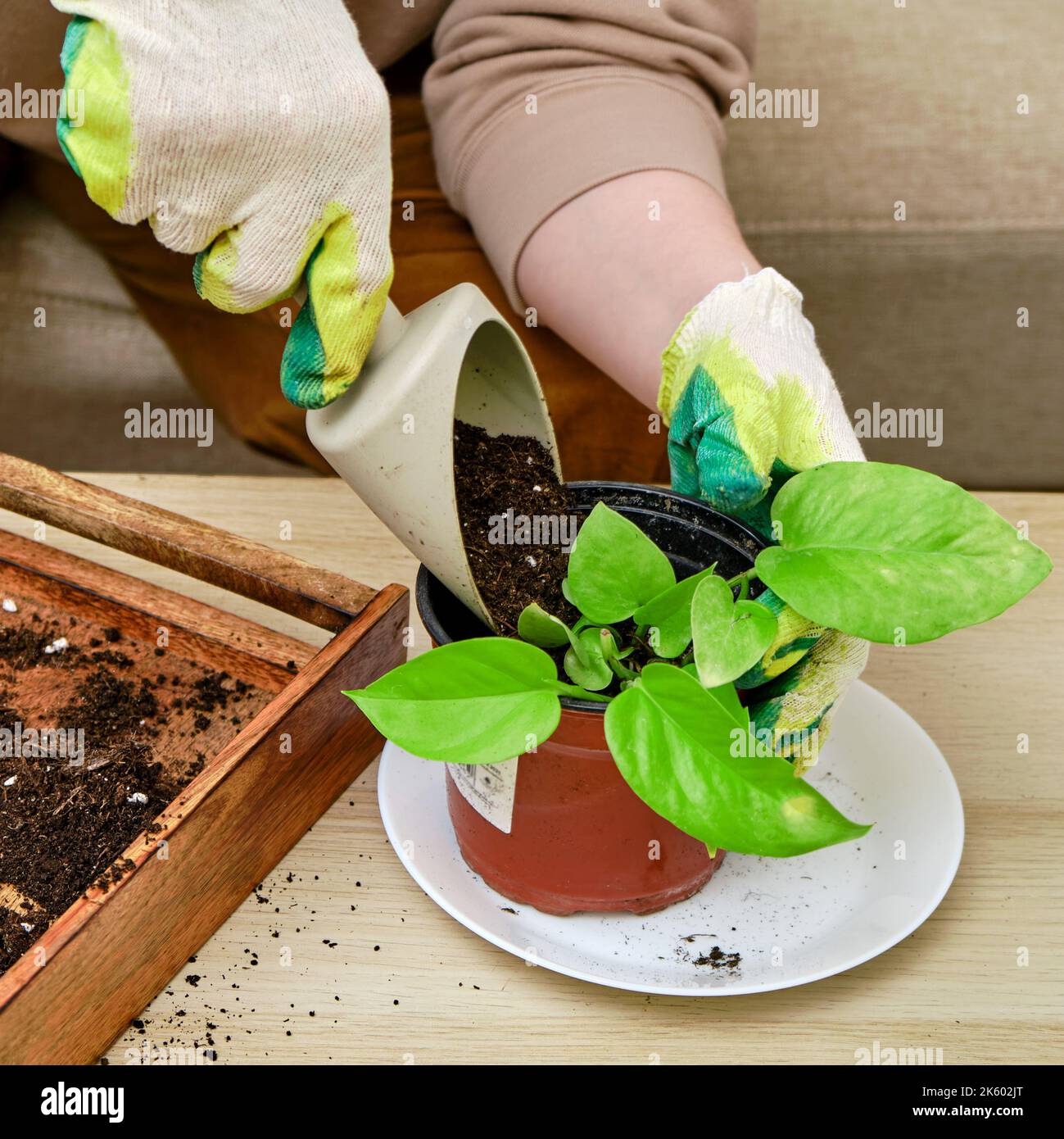 Woman working in home garden, scindapsus neon plant . Transplanting ...