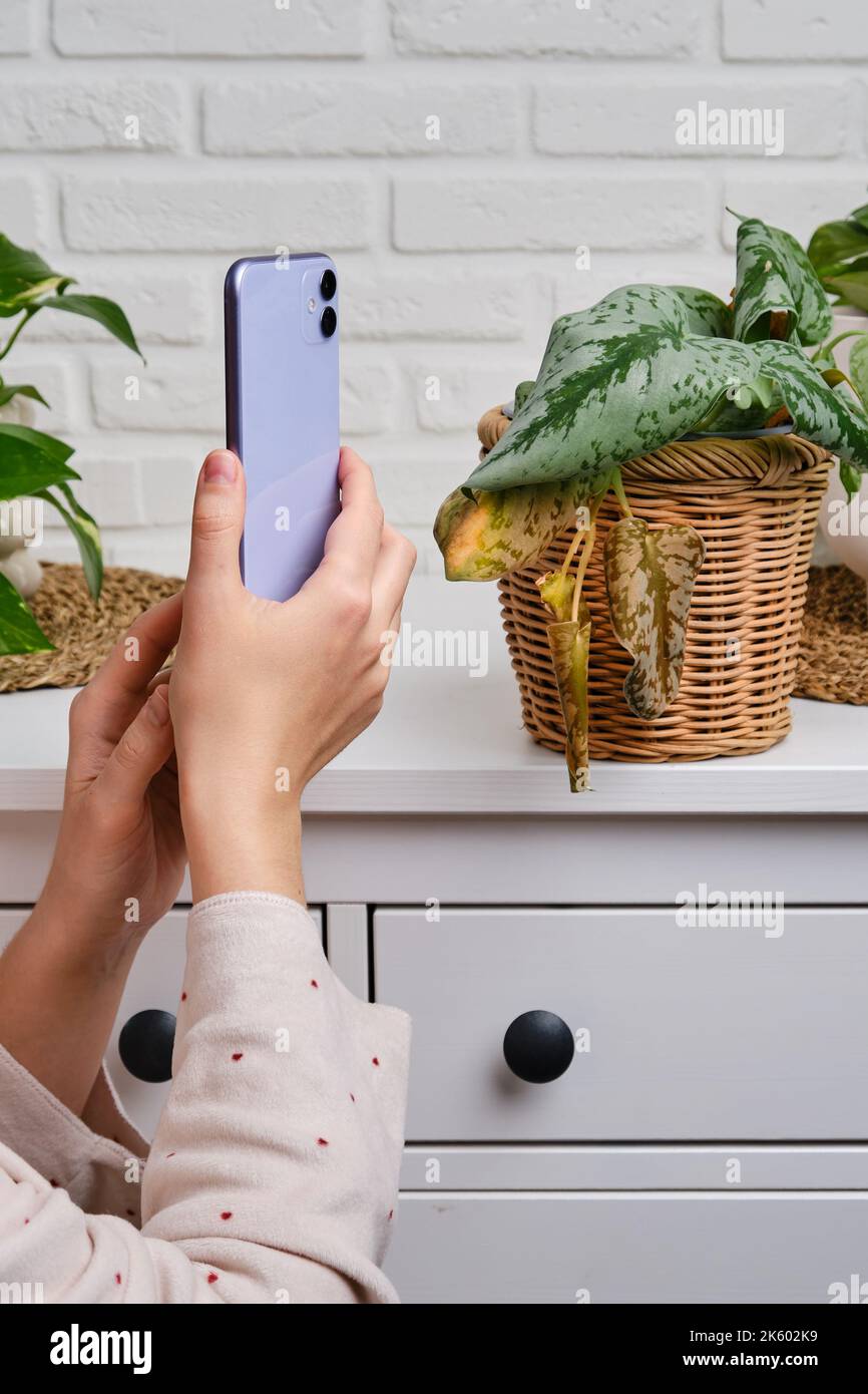 A woman gardener looks into the phone how to care for a withered plant ...