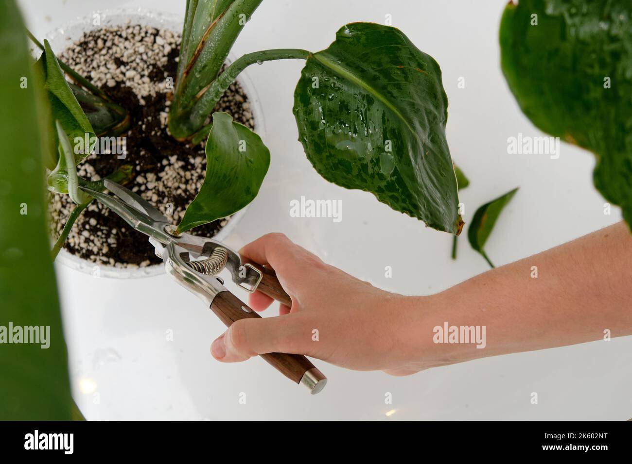 Trimming with garden shears plants in the home bathroom to remove dried ...