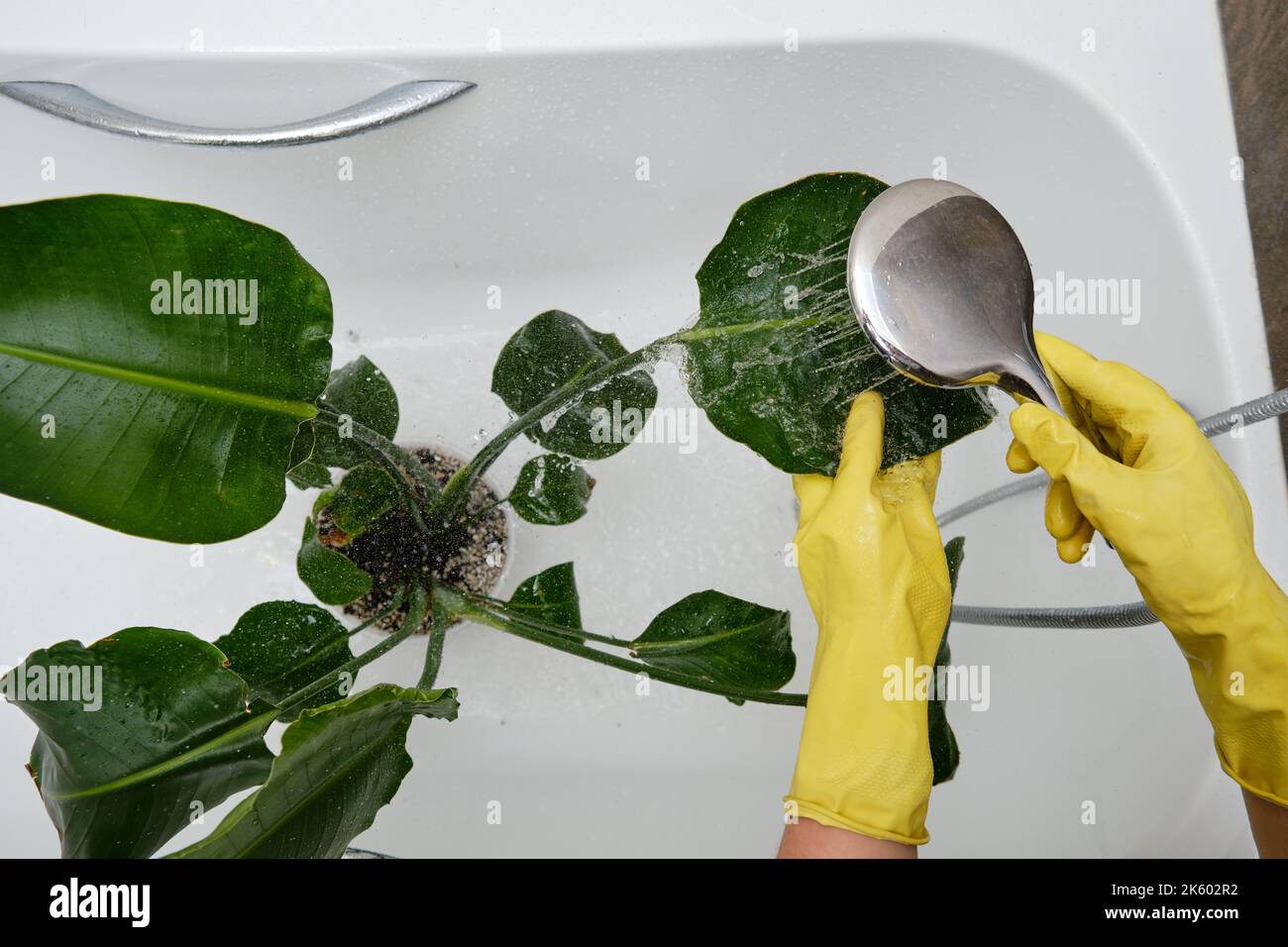 Washing plants in the home bathroom for cleaning from insects and ...