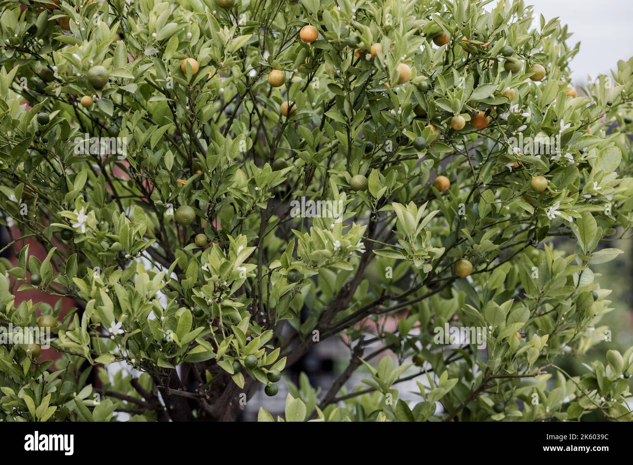 Little green lemon hanging hi-res stock photography and images - Alamy