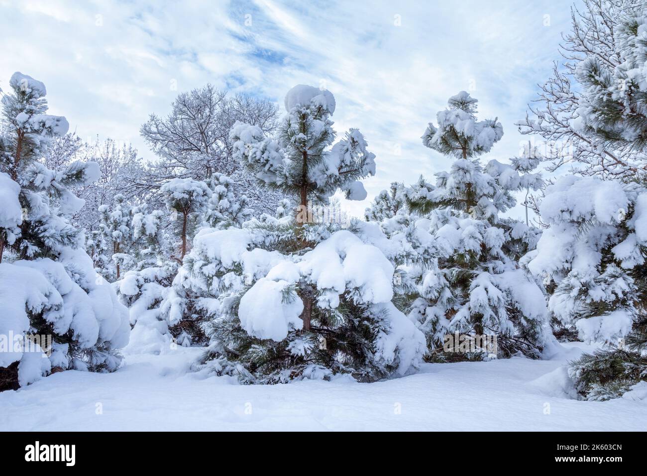 Spruce trees covered with snow on sunny winter day with blue sky on the ...