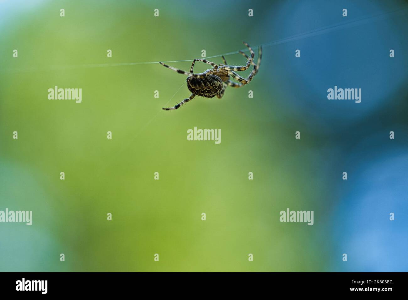 Cross spider crawling on a spider thread. Blurred background. A useful ...