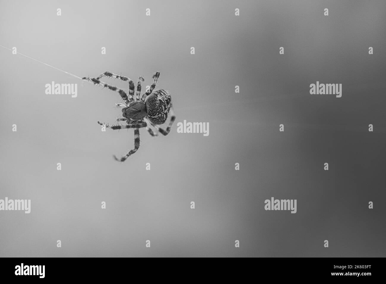 Cross spider shot in black and white, crawling on a spider thread ...