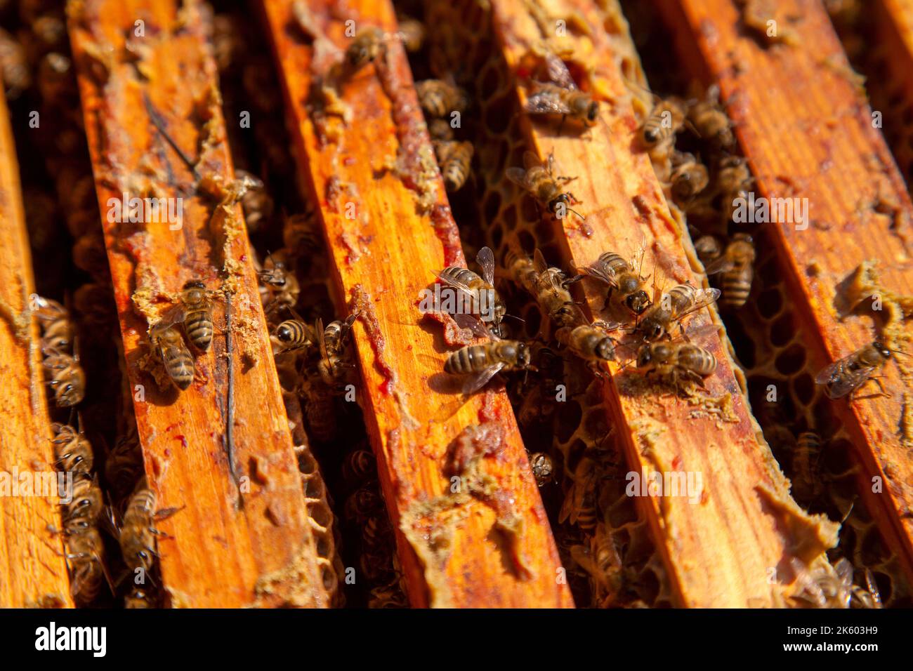 Frames of a beehive. Close up view of the opened hive body showing the ...