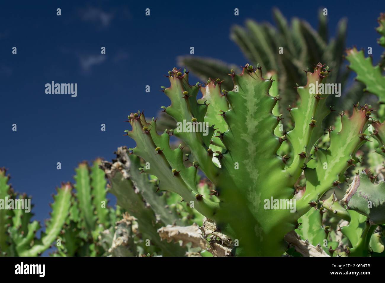Euphorbia resinifera cactus with blue sky Stock Photo - Alamy