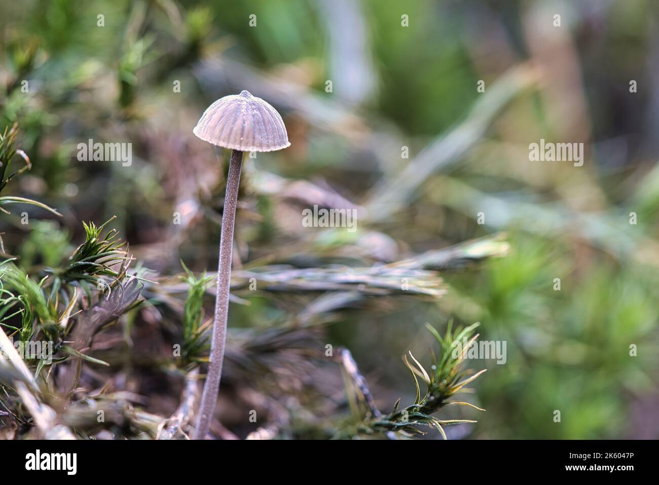 a filigree small mushroom on moss with light spot in forest. Forest ...