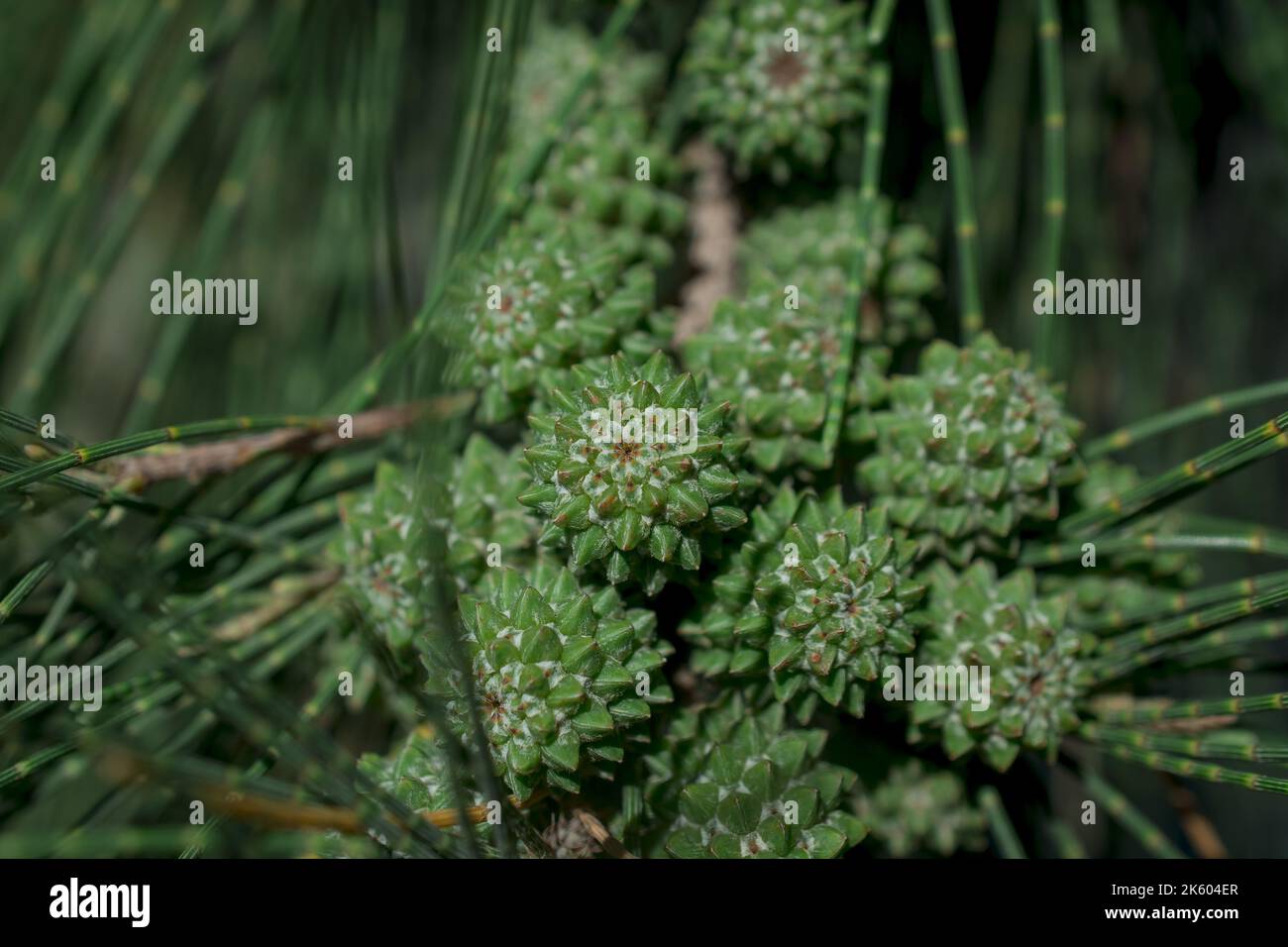 Natural abstraction - pine cone on a branch on a green background Stock ...