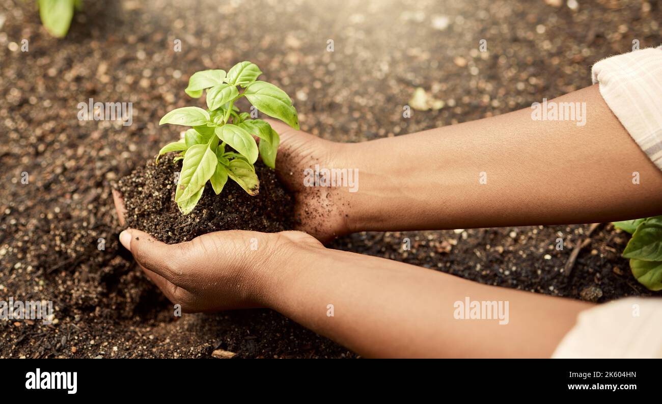 Closeup of farmer holding dirt. African american farmer holding growing ...