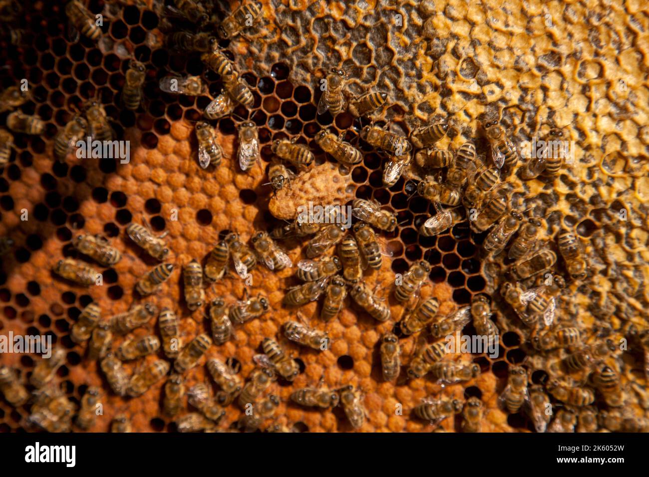 Frames of a beehive. Close up view of big cell with young bee queen ...