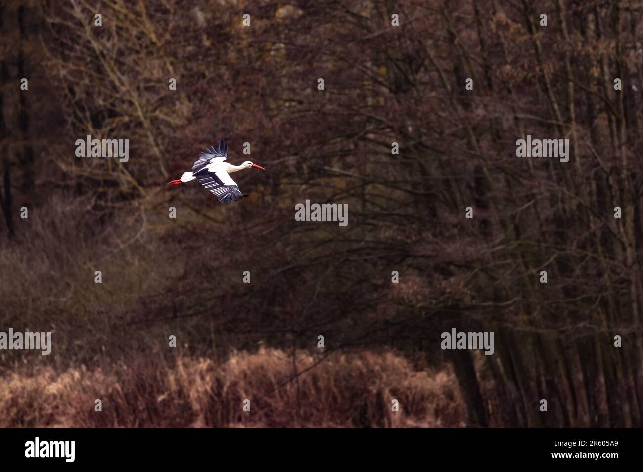 Stork from from front hi-res stock photography and images - Alamy