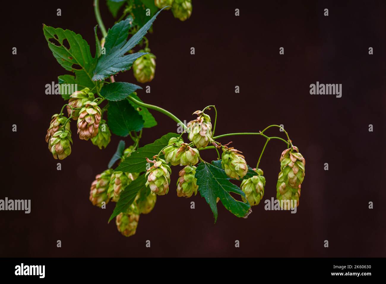 Green ripe Detail of fresh Hop cones - raw material for beer production ...