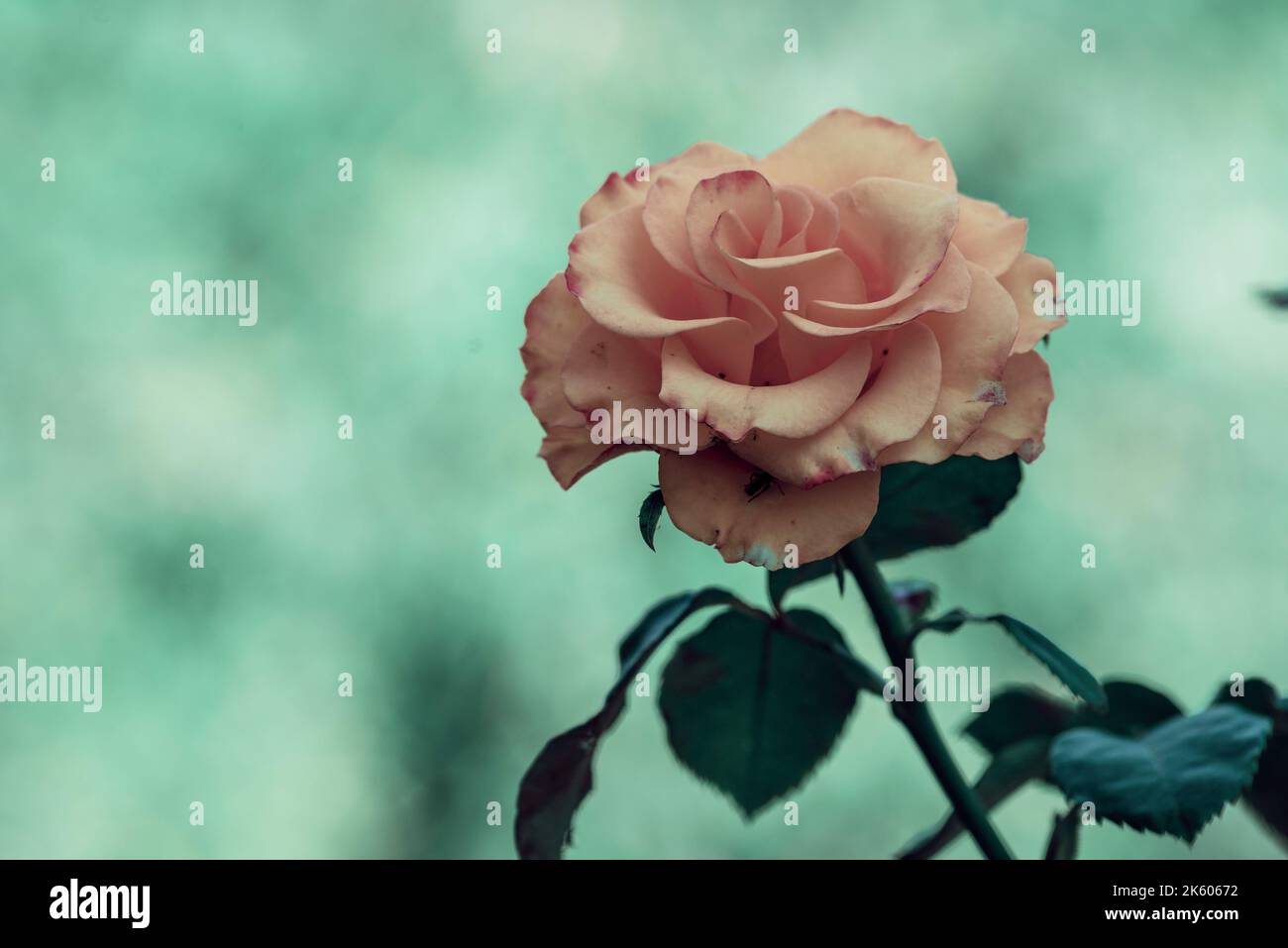 one Bright peach orange soft colored rose flower petals Softness pink ...