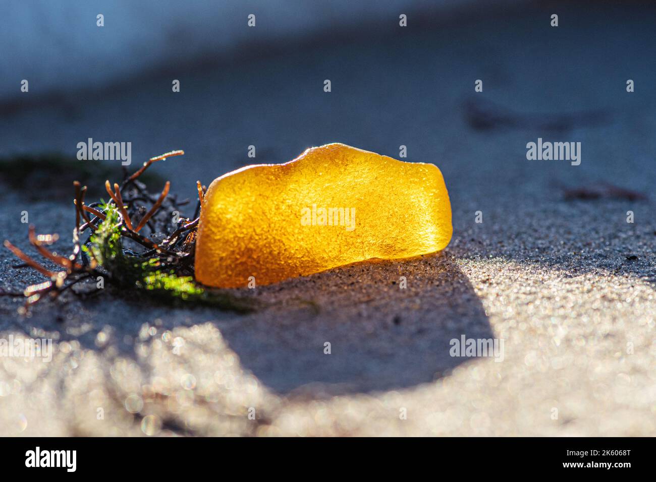Beautiful big piece of yellow amber among black and green seaweed or ...