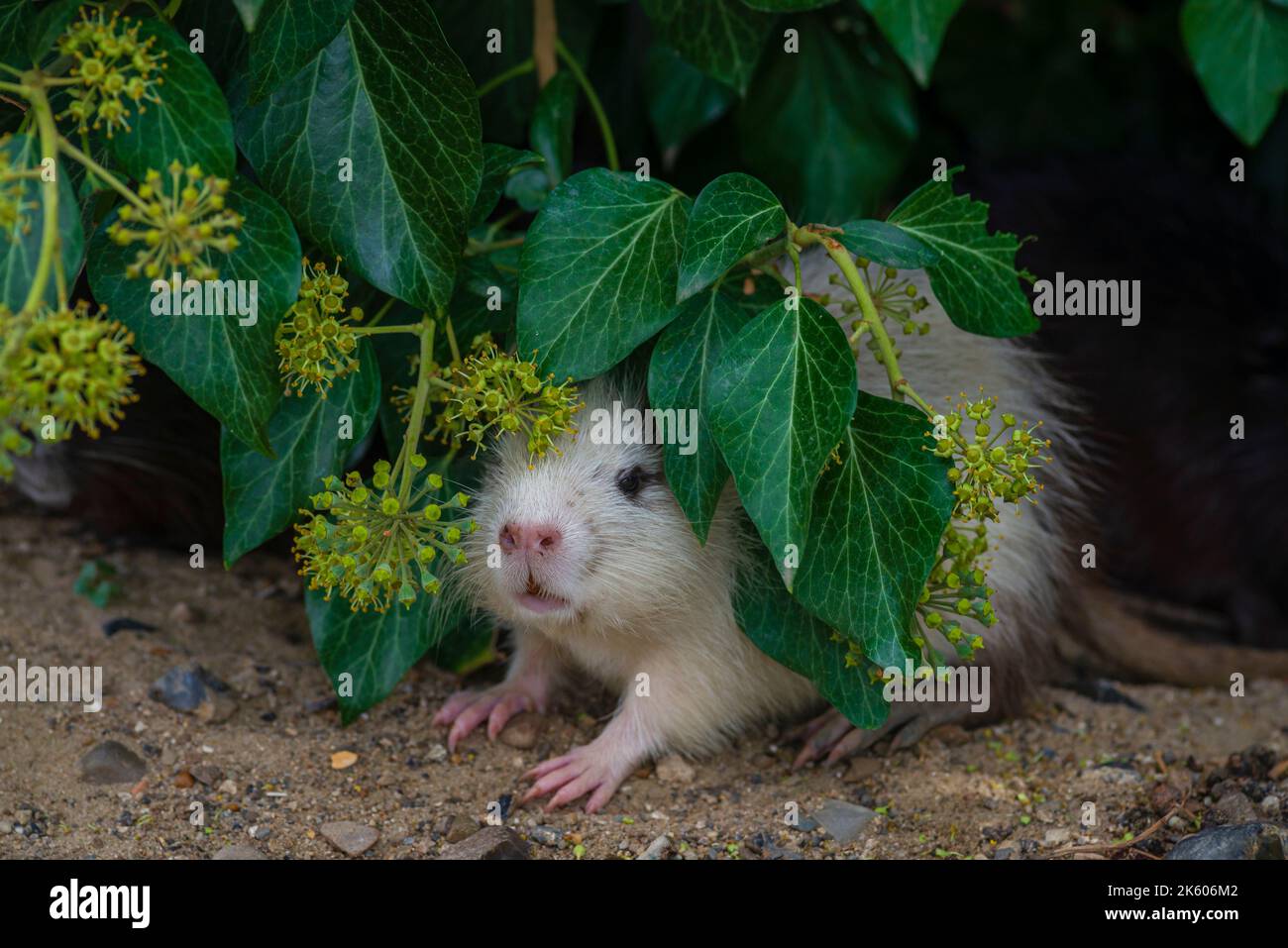 two young nutrias myocastor coypus White grey Rats muskrat dry green ...
