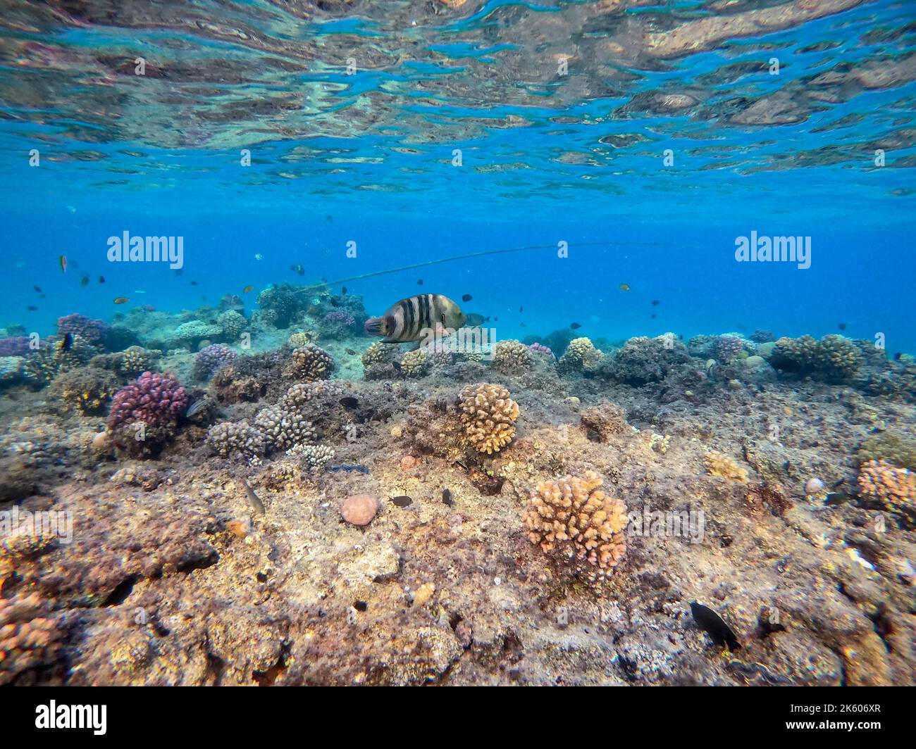 Close up view of tropical big broomtail wrasse known as Cheilinus ...