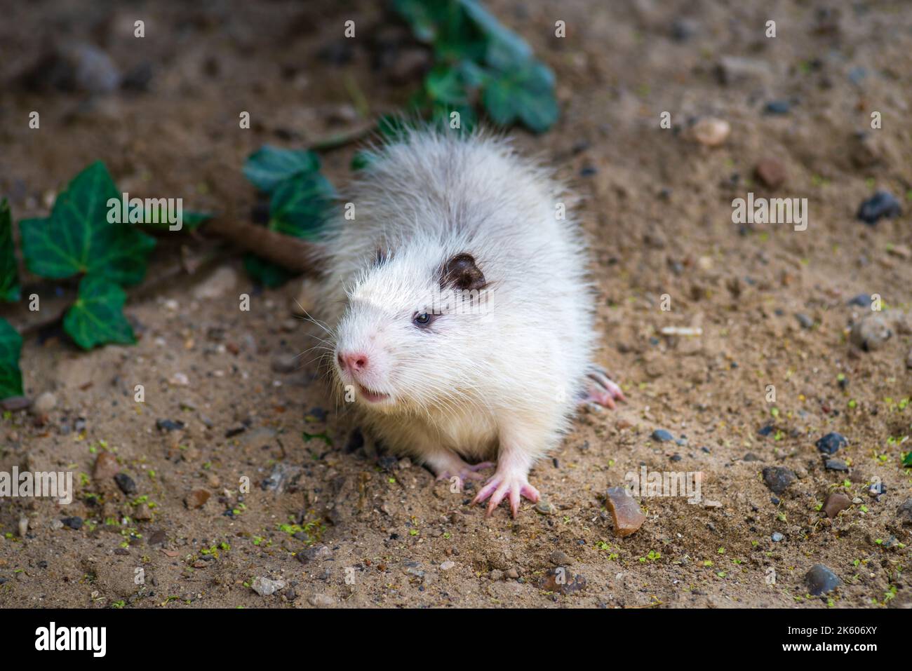 two young nutrias myocastor coypus White grey Rats muskrat dry green ...