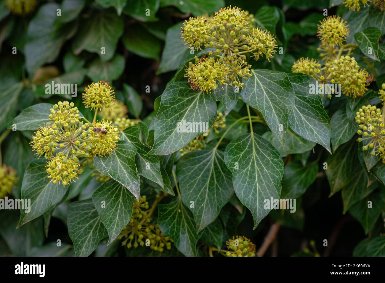 A beautiful Ivy flower (Hedera helix) growing in the countryside Dense ...