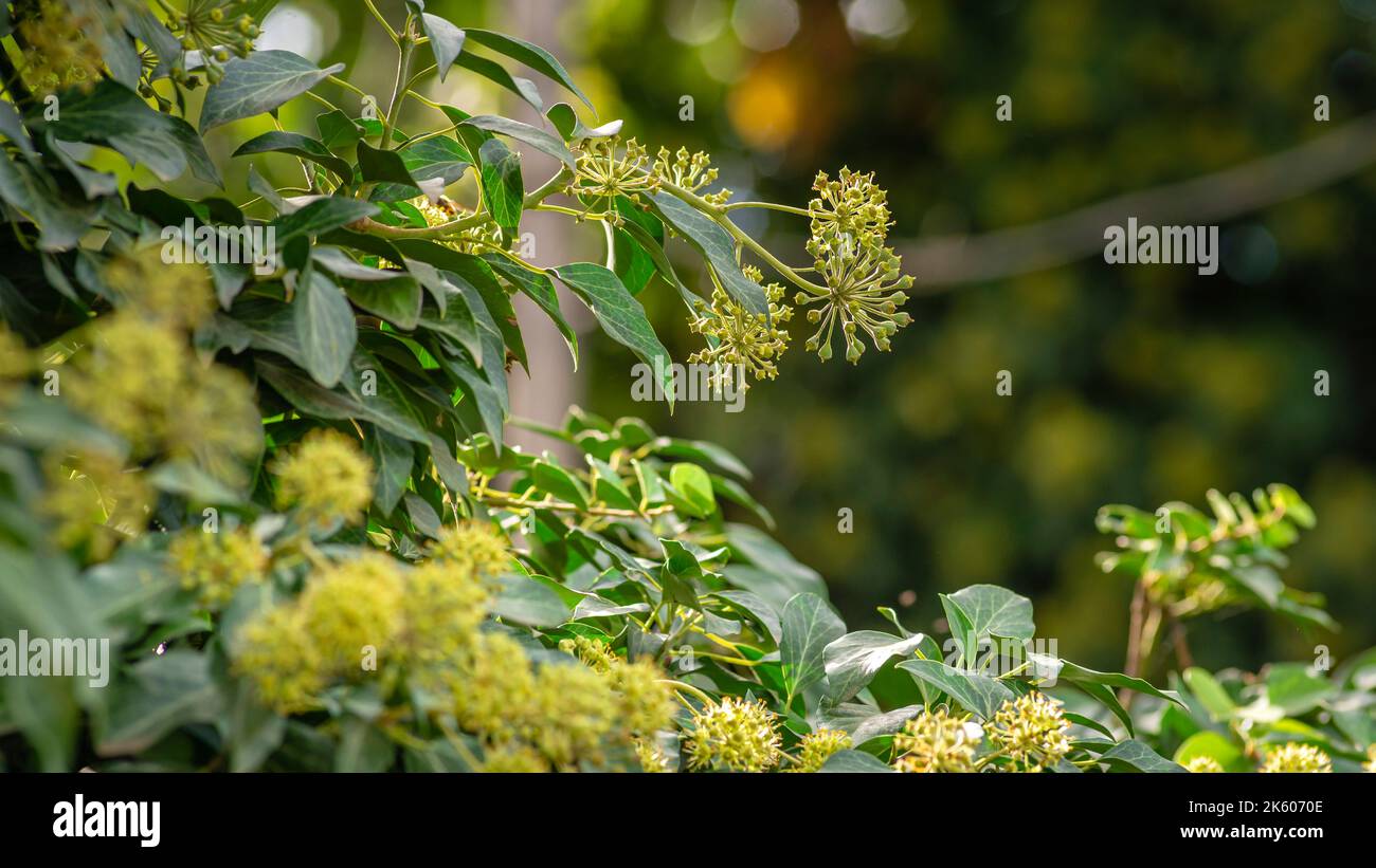 A beautiful Ivy flower (Hedera helix) growing in the countryside Dense ...
