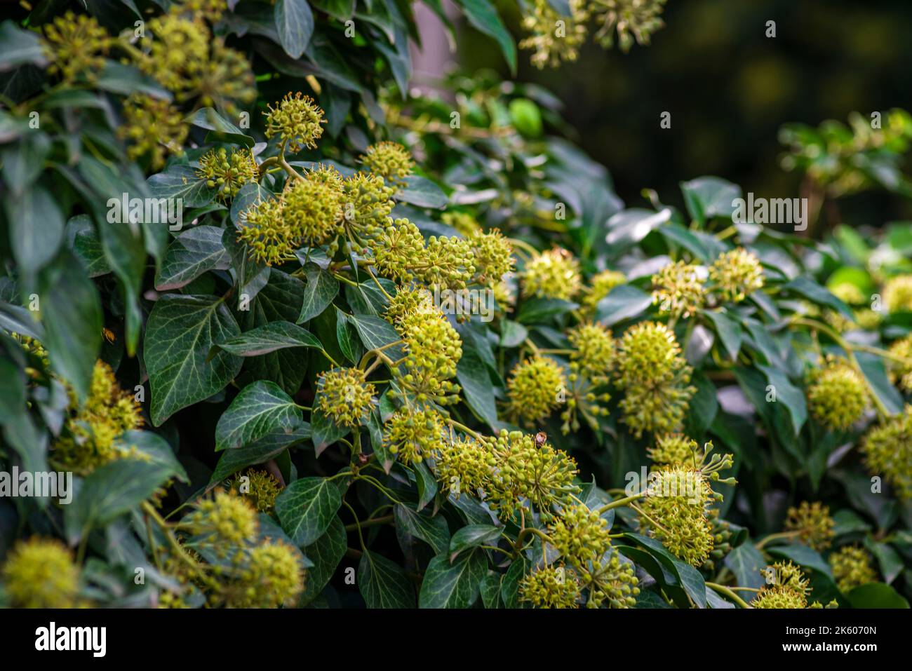 A beautiful Ivy flower (Hedera helix) growing in the countryside Dense ...