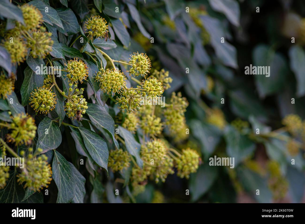 A beautiful Ivy flower (Hedera helix) growing in the countryside Dense ...