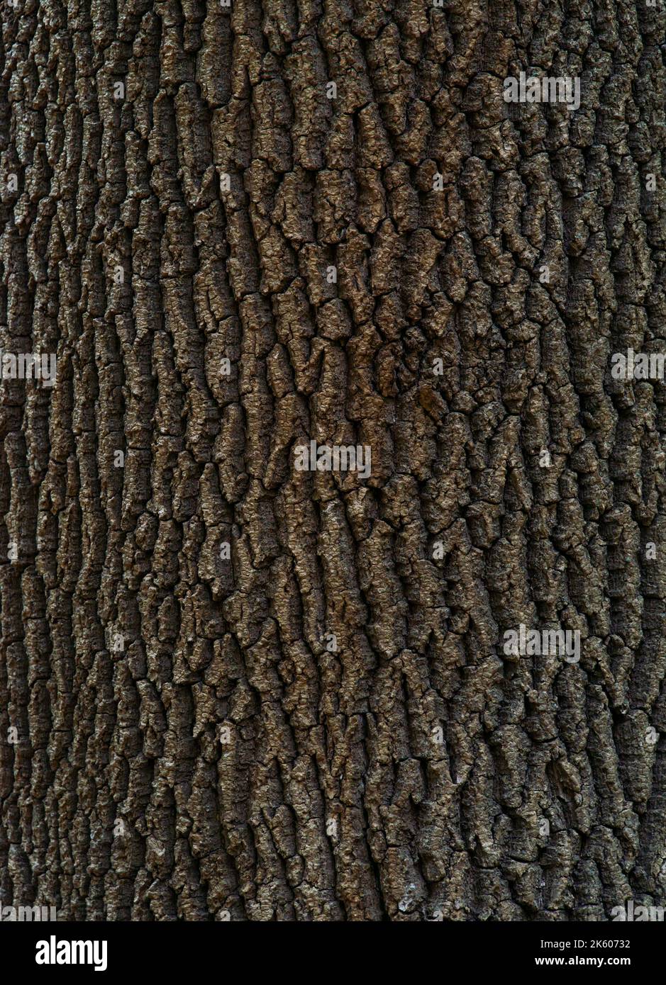 Poplar tree bark hi-res stock photography and images - Alamy