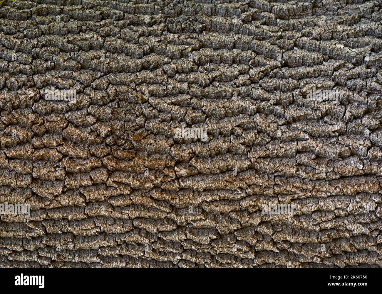 The wavy texture of poplar tree bark texture Rough wood natural pattern ...