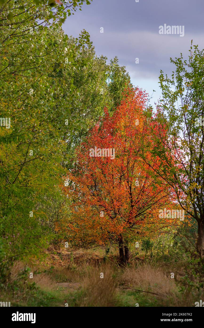 One big maple autumn leaf hi-res stock photography and images - Alamy