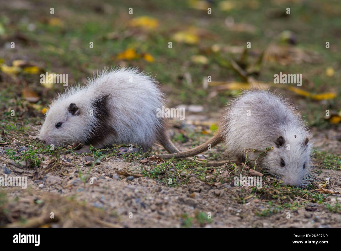 two young nutrias myocastor coypus White grey Rats muskrat dry green ...