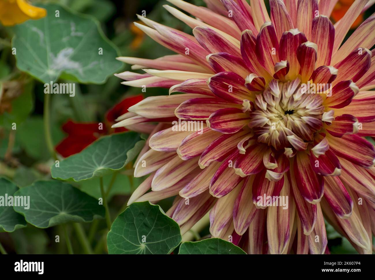 Single dahlia flower closeup, natural background Stock Photo - Alamy