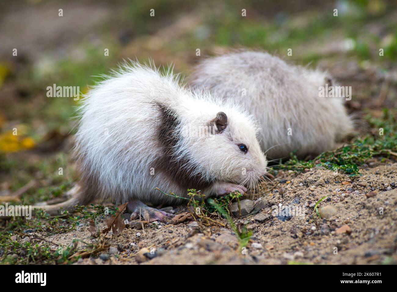 two young nutrias myocastor coypus White grey Rats muskrat dry green ...