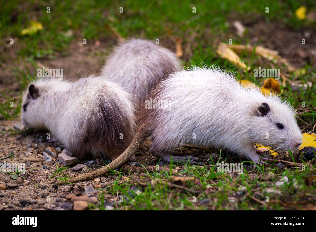 two young nutrias myocastor coypus White grey Rats muskrat dry green ...