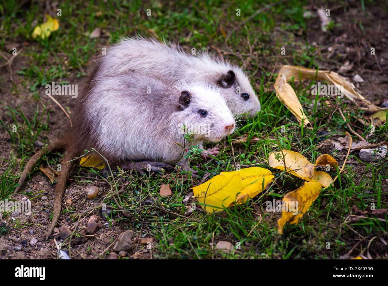 two young nutrias myocastor coypus White grey Rats muskrat dry green ...