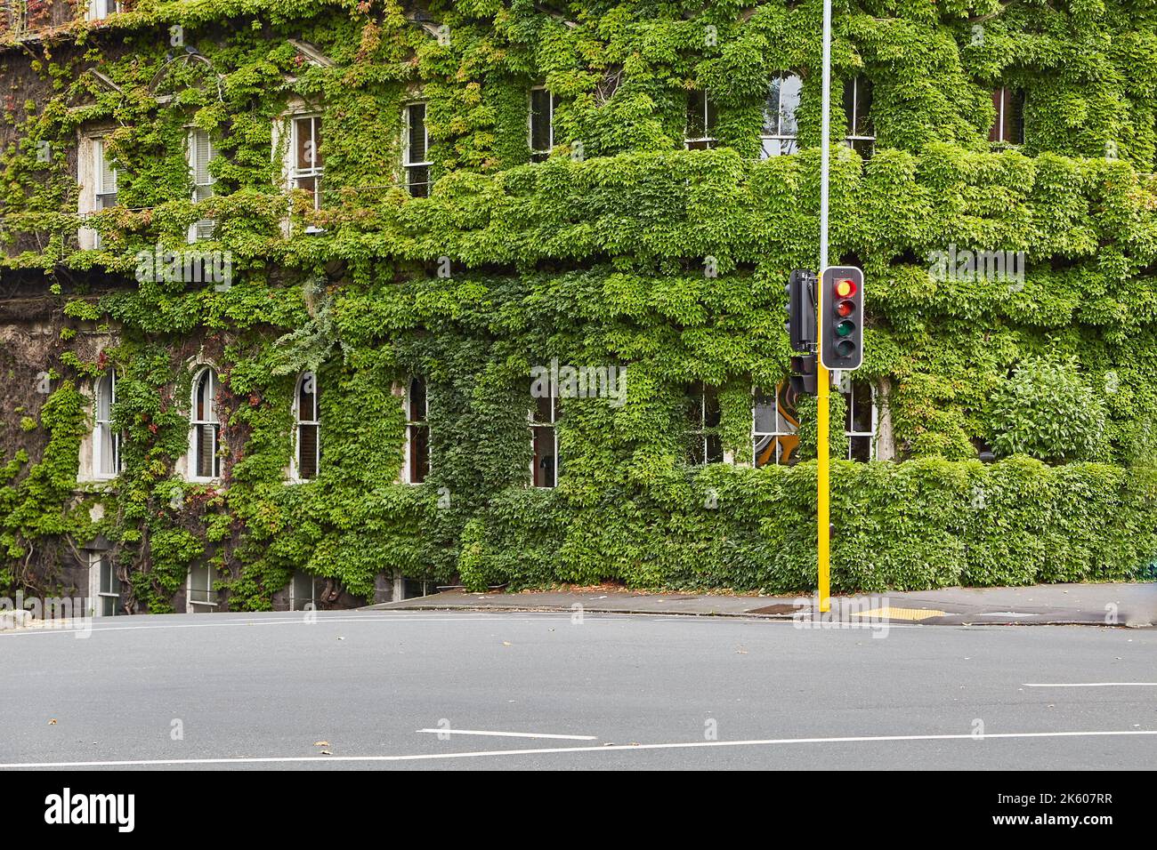 Building covered in ivy Stock Photo - Alamy