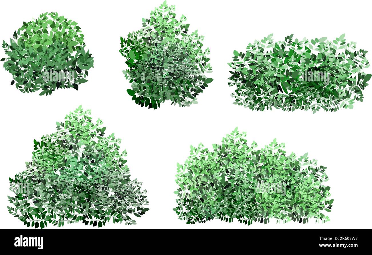 Realistic garden shrub, seasonal bush, boxwood, tree crown bush foliage ...